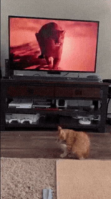 Cat Kitten Cat Kitten Watching Tv Descobrir E Compartilhar S