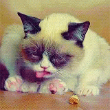 Grumpy Cat Yes GIFs | Tenor