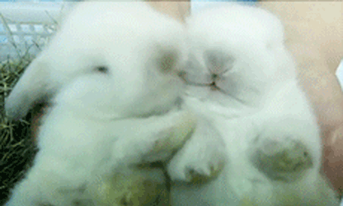 Ummmmmm Pandasproblems Rabbit Bunny Aurkitu Eta Partekatu Ak