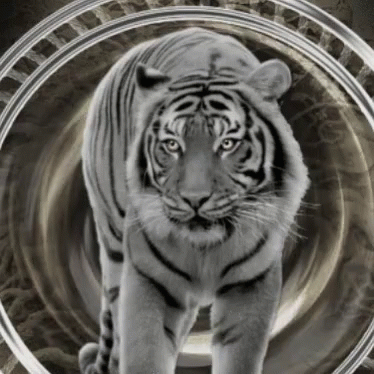 Tiger GIF - Tiger - Discover & Share GIFs Tiger GIF - Tiger - Discover & Share GIFs
