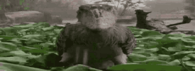 Shoebill The W Shoebill The W Death Stare Discover And Share S