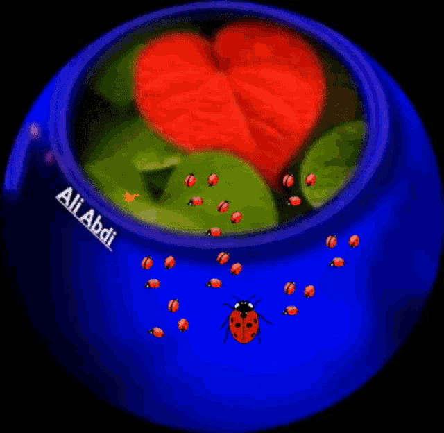 Ladybug GIF - Ladybug - Discover & Share GIFs Ladybug GIF - Ladybug - Discover & Share GIFs