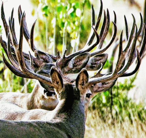 Deer Big Horns GIF - Deer Big Horns - Discover & Share GIFs Deer Big Horns GIF - Deer Big Horns - Discover & Share GIFs