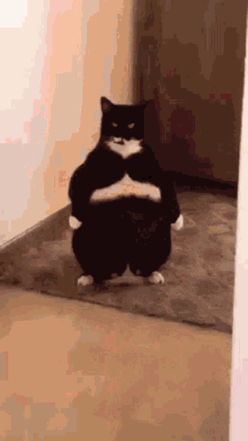 Cat Cat Discover And Share S