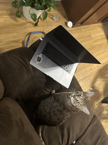 Cat Computer GIF - Cat Computer - Discover & Share GIFs