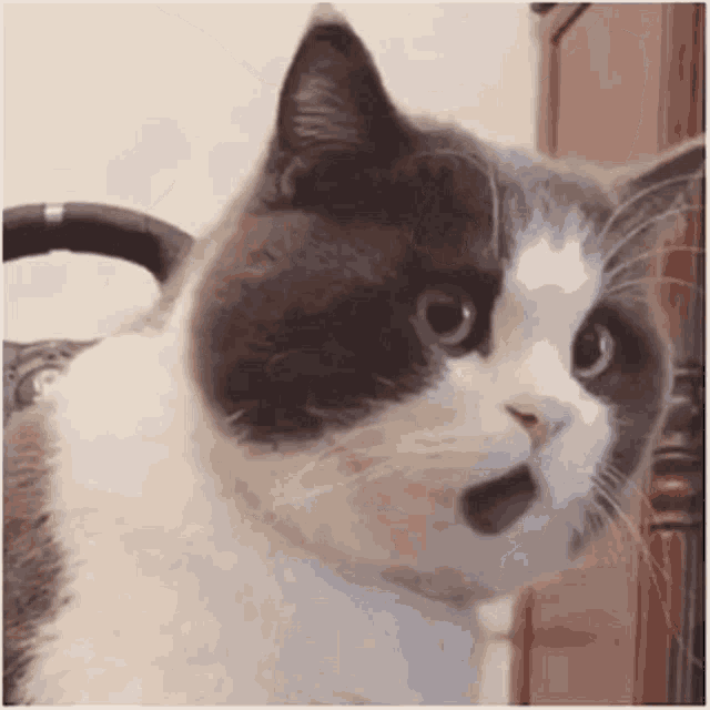 小猫吃惊 What 小猫吃惊 What Amazed Discover And Share S