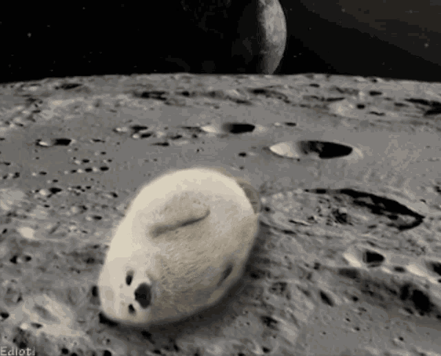 Seal Seals Seal Seals Seal Of Approval 탐색 및 공유