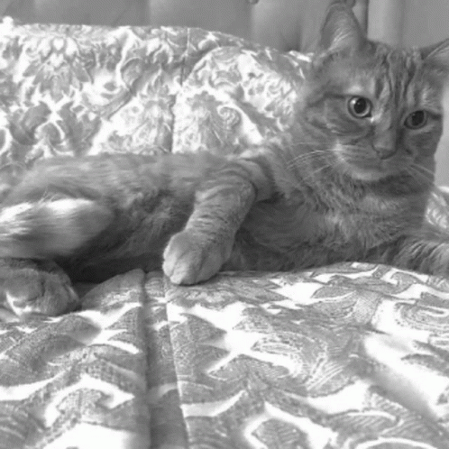 Ruby Cat Ruby GIF - Ruby Cat Ruby Ruby Haidary - Discover & Share GIFs