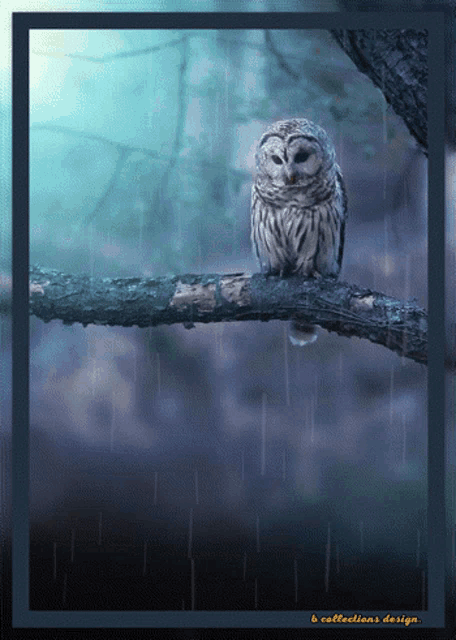 Bird Birds Bird Birds Creativity Discover And Share S
