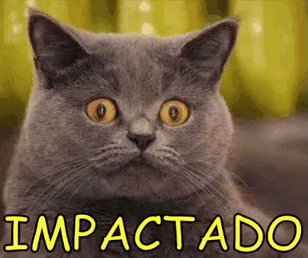 Impactado Chocado Abismado Gato GIF - Impacted Shocked Amazed ...