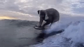 Surf Fail GIF - Surf Fail Elephant - Discover & Share GIFs