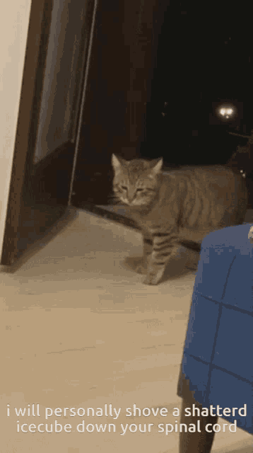 Cat Cat Discover And Share S