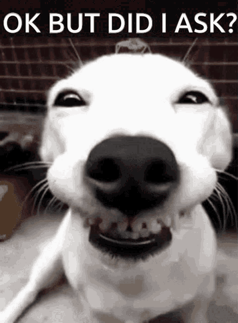 Ok Okay GIF - Ok Okay But - Discover & Share GIFs Ok Okay GIF - Ok Okay But - Discover & Share GIFs