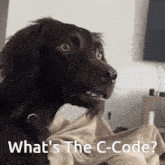 C Programming Meme GIFs | Tenor