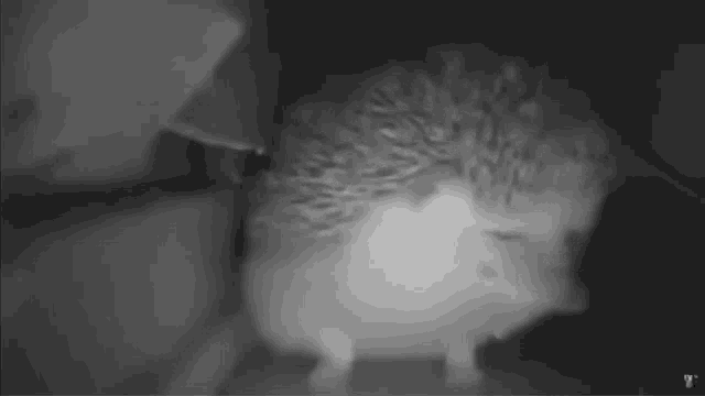 Talking Hedgehog Meme Talking Hedgehog Meme Discover And Share S