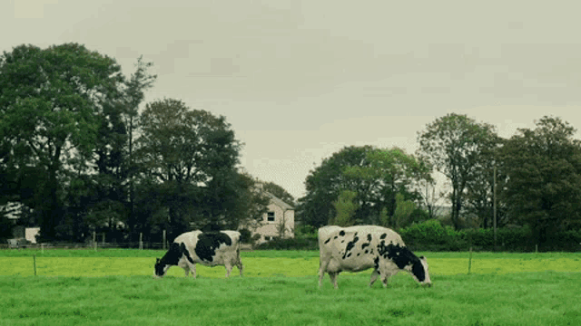 Kerrygold Farm Kerrygold Farm Cows Discover And Share S