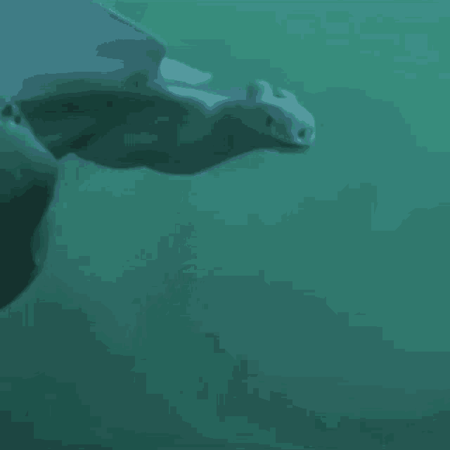 How To Train Your Dragon How To Train Your Dragon Discover And Share S
