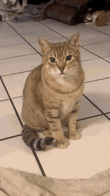 Cute Cat Cute Cat Discover And Share S