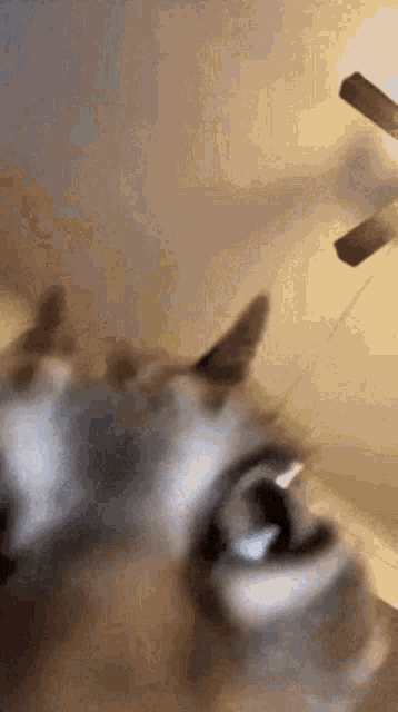 Cat Insane Cat Insane Discover And Share S