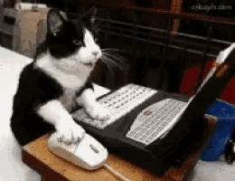 Cat At Work GIFs Tenor