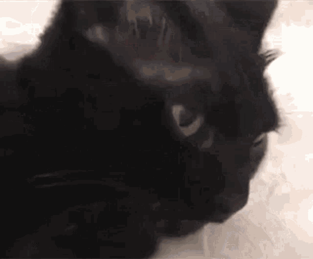 Cat Sticking Tongue Out Cat Sticking Tongue Out Silly Discover And Share S