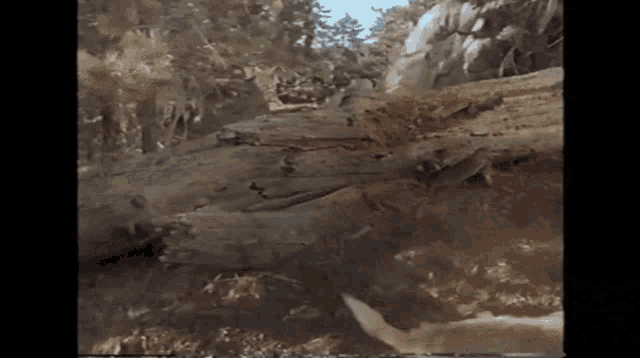 Little Bigfoot Big Foot Little Bigfoot Big Foot Funny Discover And Share S