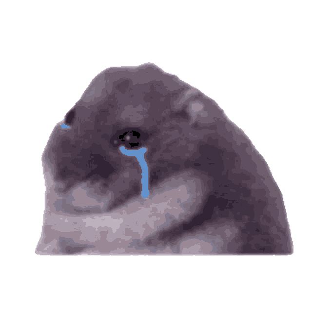 Rat In Hochorao Mouse Cry Sticker Rat In Hochorao Mouse Cry Sad Discover Share GIFs