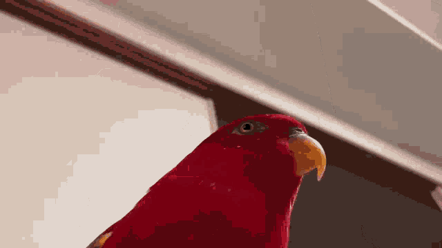 Birb Bird Birb Bird Discover And Share S