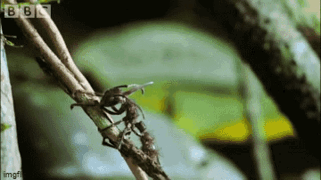 Ant Parasite Ant Parasite Mushroom Discover And Share S