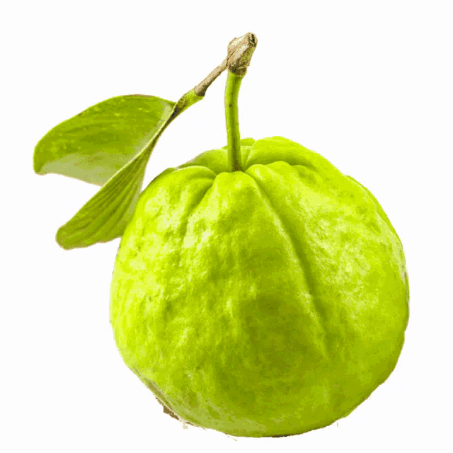 Joegarvey Joe Guavey Joegarvey Joe Guavey Guava Discover And Share S