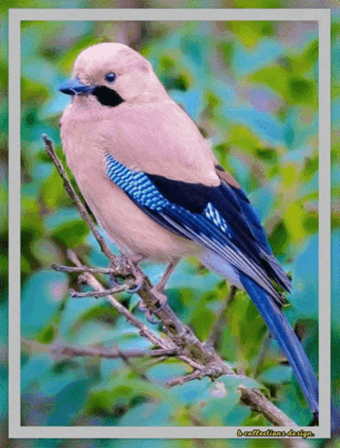 Birds Morning Birds Bird Morning Discover And Share S