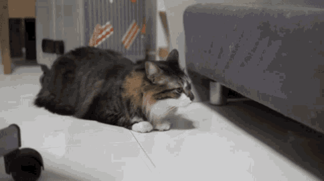 Why Does My Cat Howl At Night GIF - Why Does My Cat Howl At Night ... Why Does My Cat Howl At Night GIF - Why Does My Cat Howl At Night ...