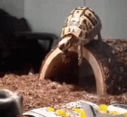 Turtle GIF - Turtle - Descobrir e Compartilhar GIFs