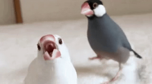 Finch Java Sparrow GIF - Finch Java Sparrow Java Finch - Discover ...
