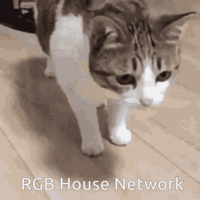 Rgb House Networking GIF – RGB House Networking Cisco – GIFs entdecken ... Rgb House Networking GIF – RGB House Networking Cisco – GIFs entdecken ...