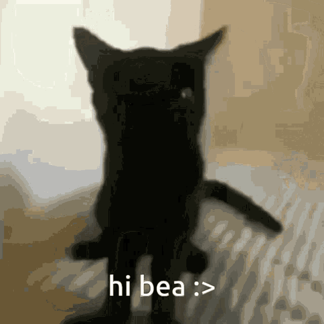 Bea Kitty Bea Kitty Cat Discover And Share S