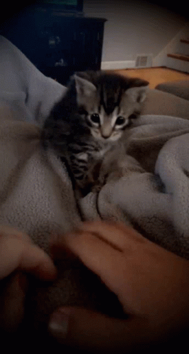 Kitten Cute GIF - Kitten Cute Love - Discover & Share GIFs