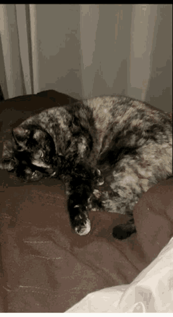 Sleepy Kitty Sleepy Kitty Cat Discover And Share S