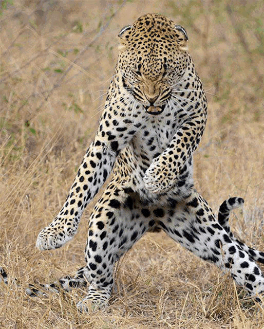 Jaguar Deal With It Jaguar Deal With It Jaguars Discover And Share S