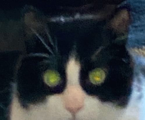 Binx GIF - Binx - Discover & Share GIFs