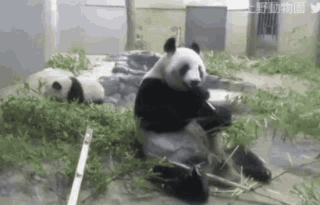 Panda Ahuel Panda Ahuel Discover And Share S