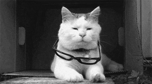 Deal Wit It Cat Caturday を見つけて共有する