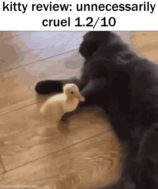 Kitty Review Duck Kitty Review Duck Cruel Discover And Share S