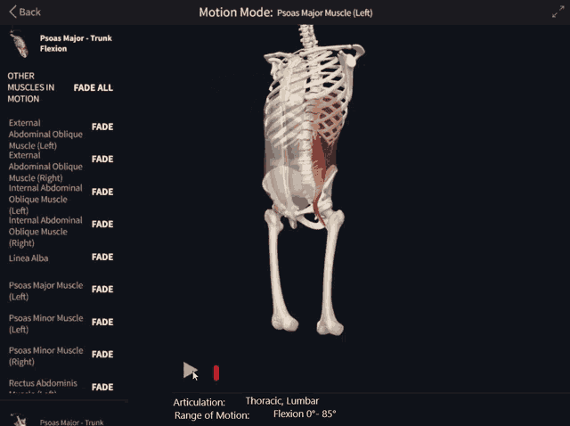 Psoas Major Trunk Flexion Psoas Major Trunk Flexion Flexion Ləri Kəşf Edin Və Paylaşın