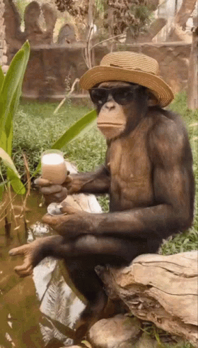 Macaco GIF – Macaco – GIFs entdecken und teilen