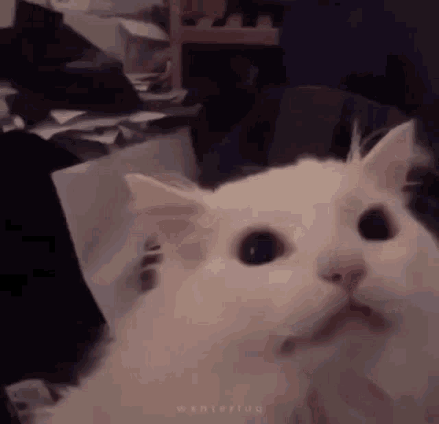 Gato Gato Découvrir Et Partager Des