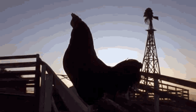 Son In Law Pauly Shore Son In Law Pauly Shore Rooster Discover And Share S