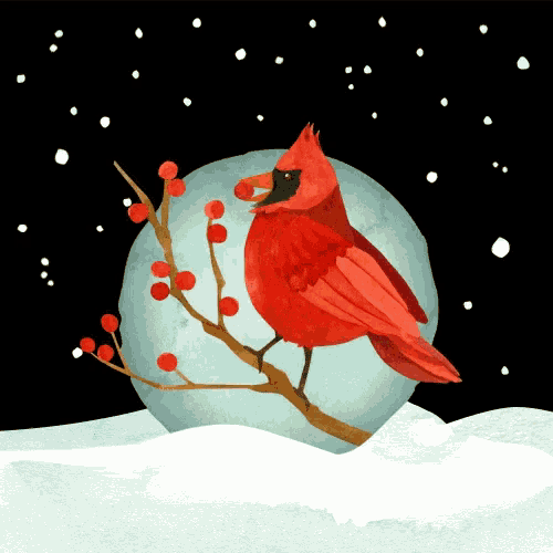 Bird Is Bird Is The Discover And Share S