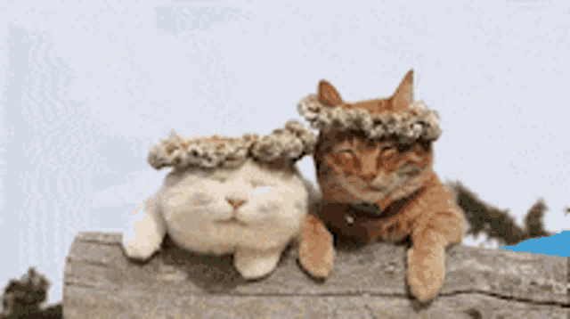 Cats Flower Crown Cats Cat Flower Crown Descobrir E Compartilhar S